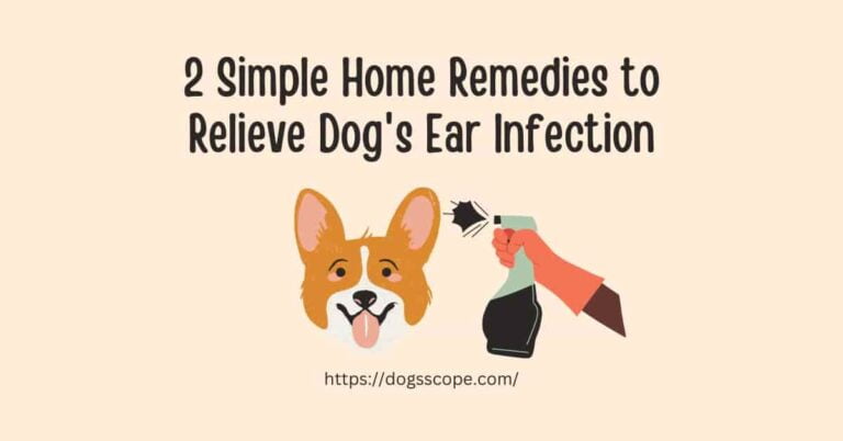 How to relieve dog ear infection (with these 2 effect home remedies)