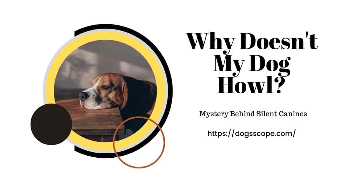 Why Doesn't My Dog Howl? Unraveling the Mystery Behind Silent Canines