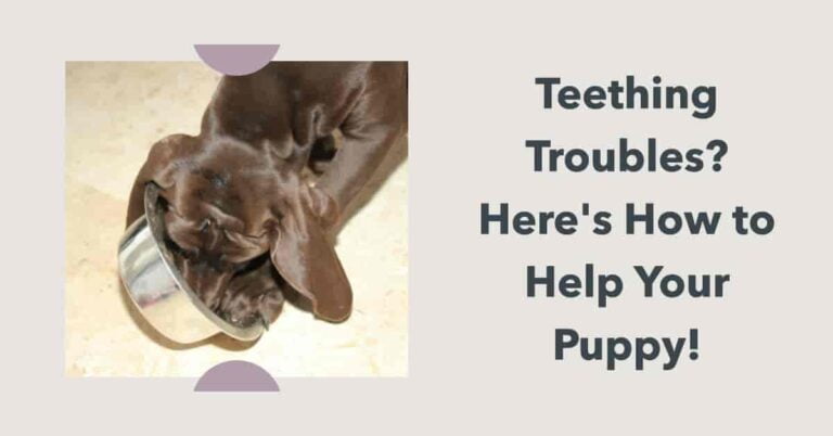 How to Help Teething Puppy: Tested Tips for Comforting Gum Pain