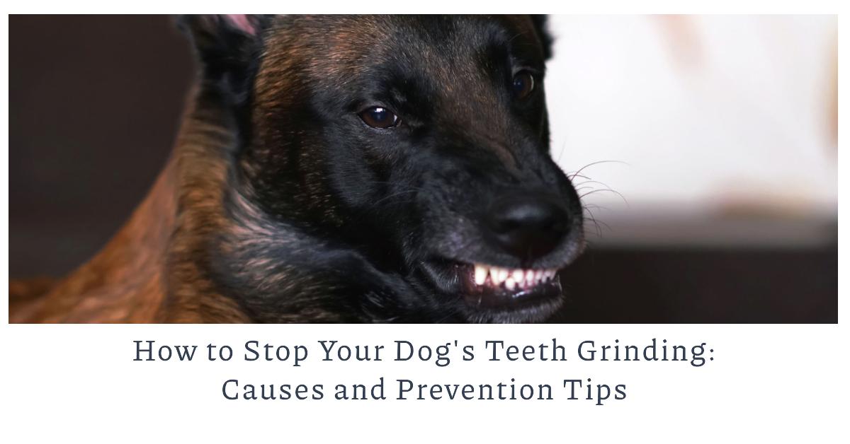 Why do dogs grind their teeth? causes & prevention tips
