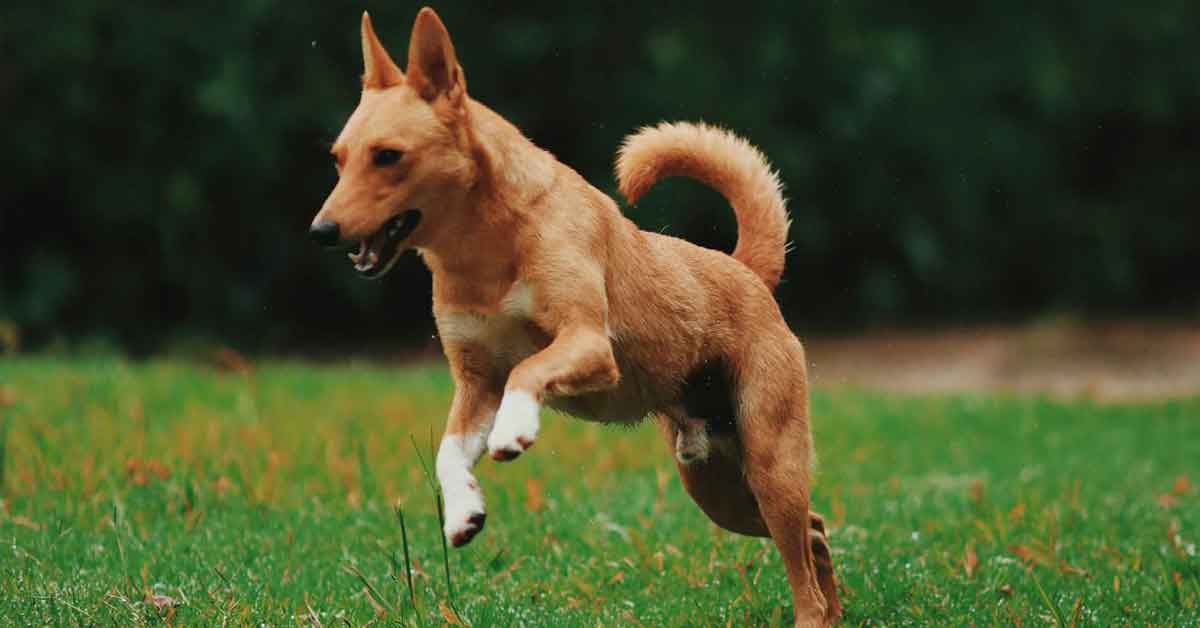 Why Is My Dog Humping the Air? Explaining the puzzling behavior
