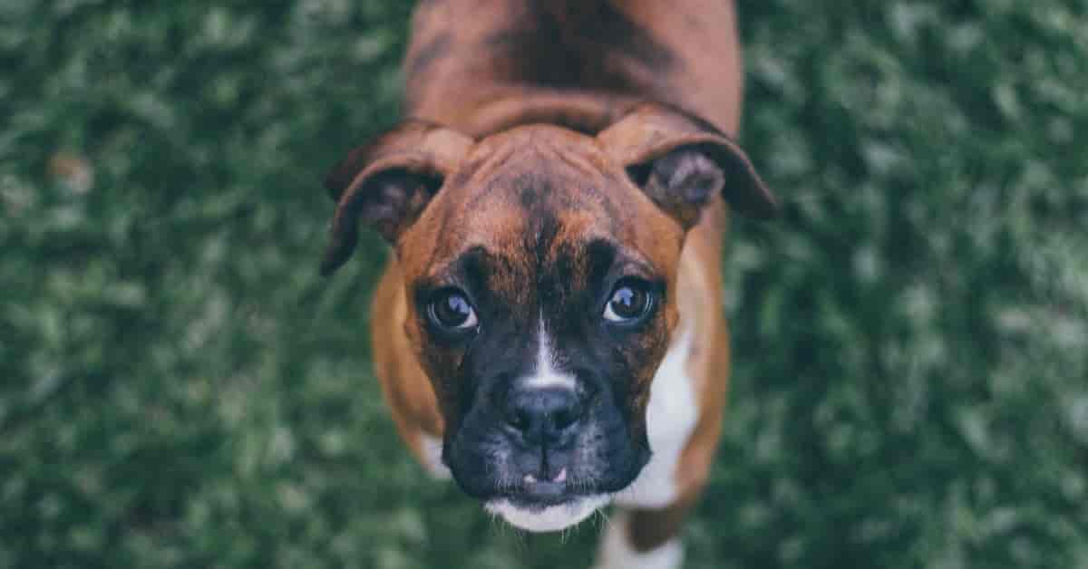 Boxer Dog Characteristics: Personality And Behavior