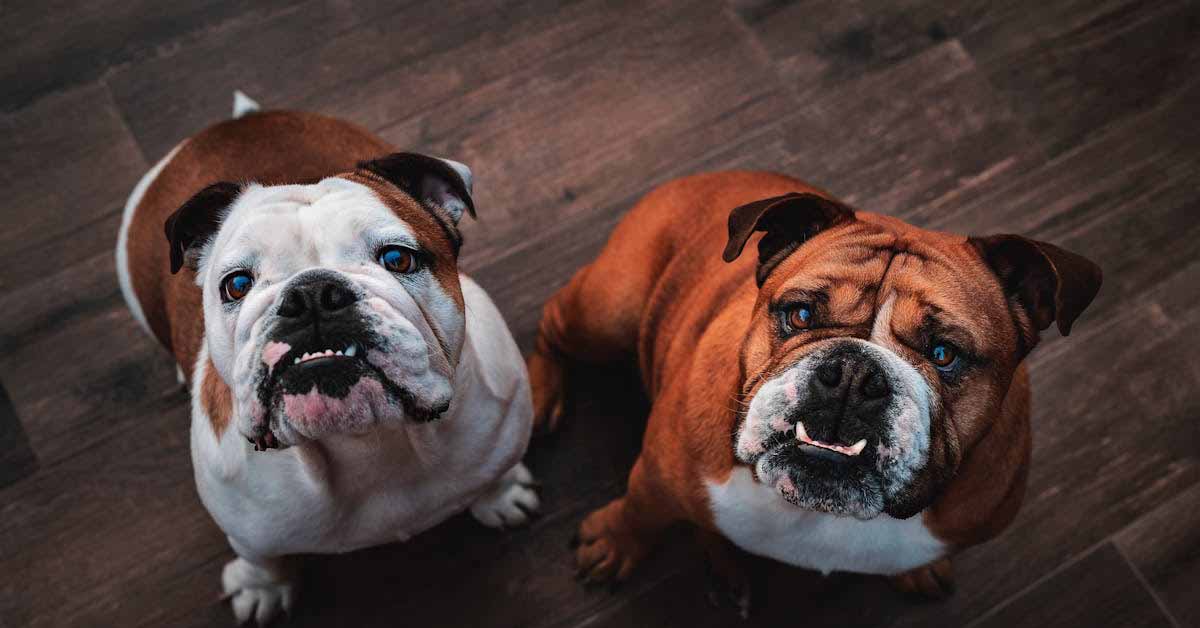 Bulldog Guide: History, Traits, Care, and Family Life